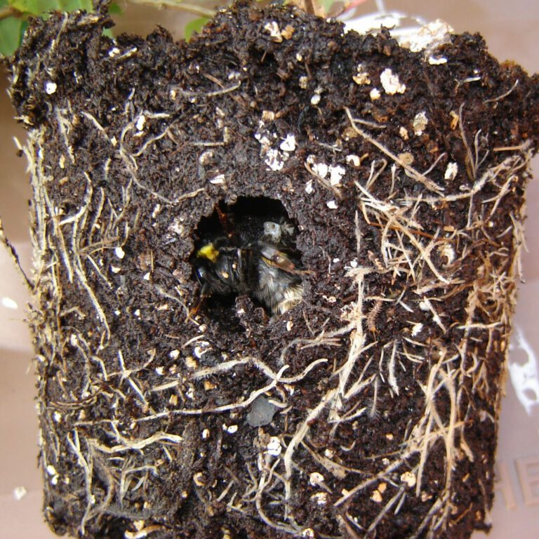 How to help hibernating bumblebees - Bumblebee Conservation Trust