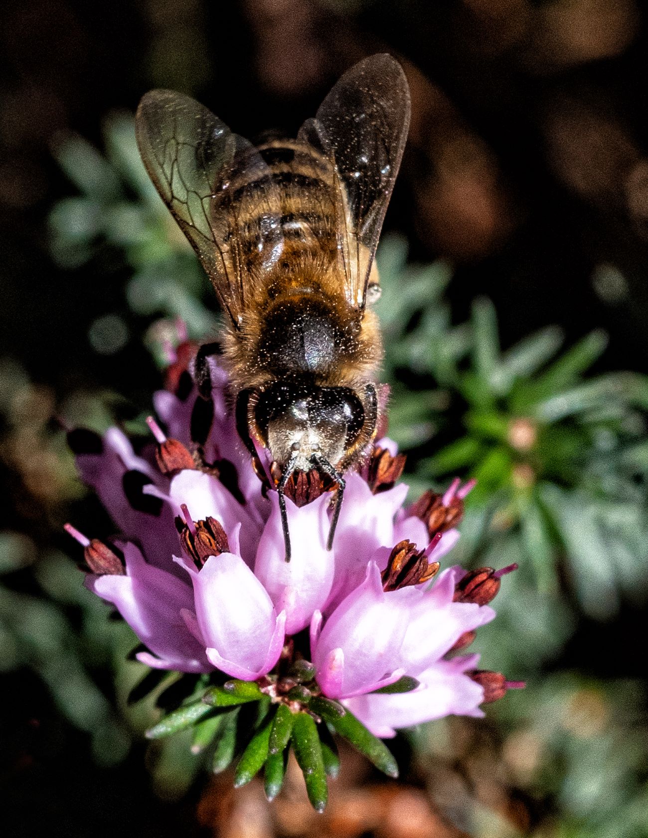Our position on managed honeybees - Bumblebee Conservation Trust