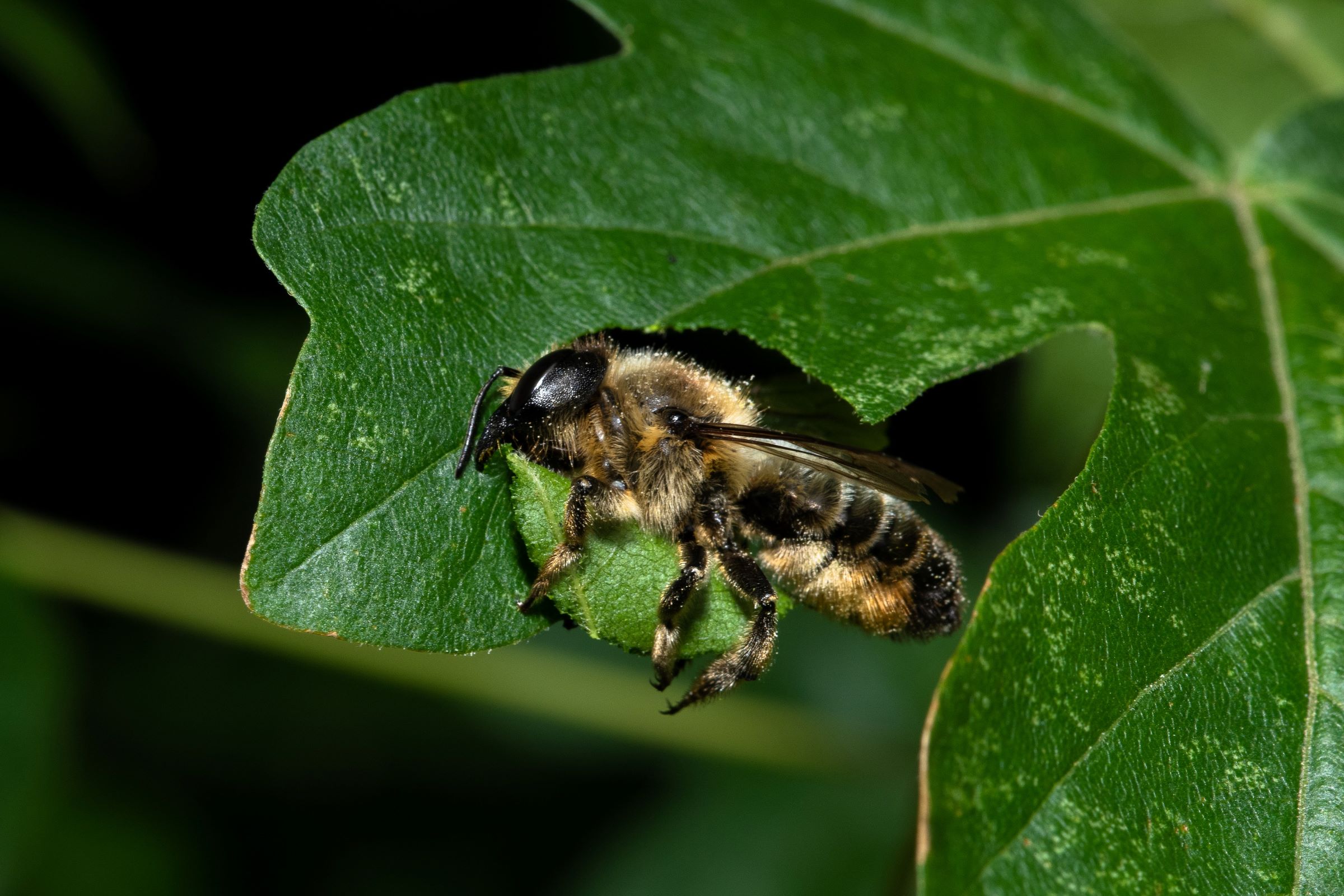 Making a home for Leaf-cutter bees - Bumblebee Conservation Trust