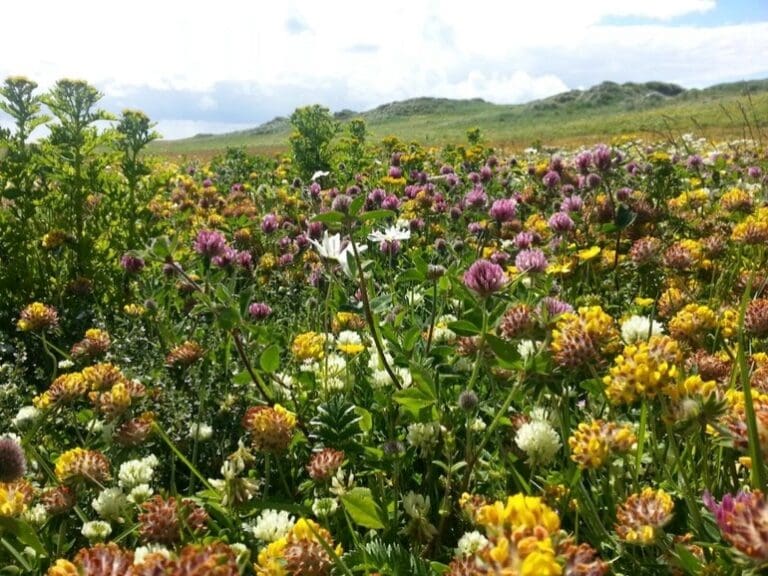 Moss carder bumblebee - Bumblebee Conservation Trust