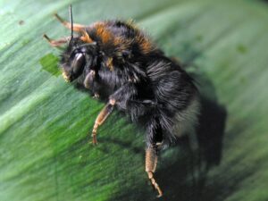 Bees in disguise: the "black bumblebee” - Bumblebee Conservation Trust
