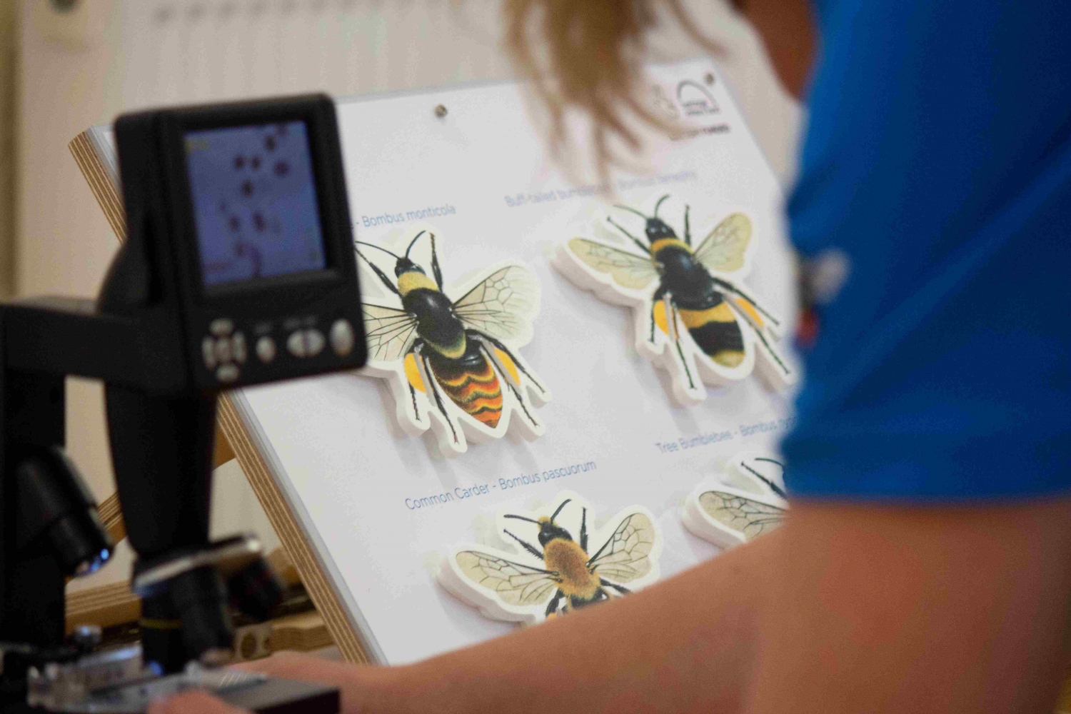 Curriculum resources for schools - Bumblebee Conservation Trust ...