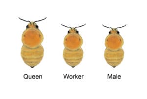 Bumblebee species guide - Bumblebee Conservation Trust