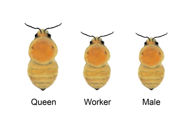 Bumblebee species guide - Bumblebee Conservation Trust