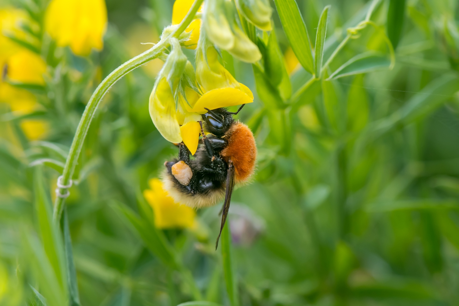 Identifying Bumblebees - Bumblebee Conservation Trust Bumblebee ...