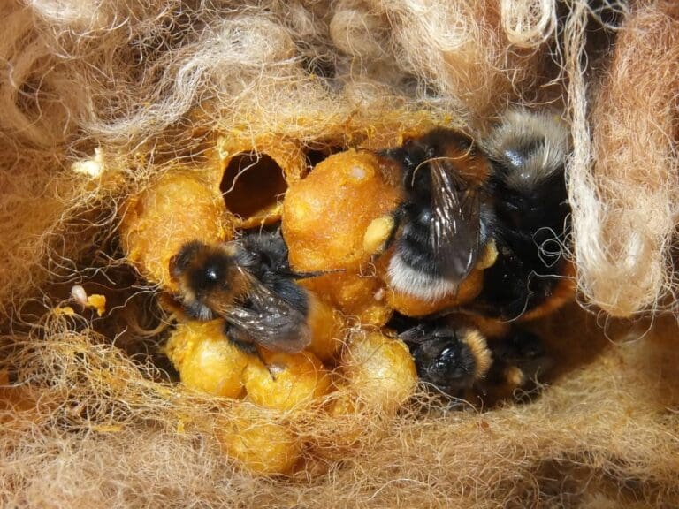 British bumblebee numbers plummet in 2024 - Bumblebee Conservation Trust