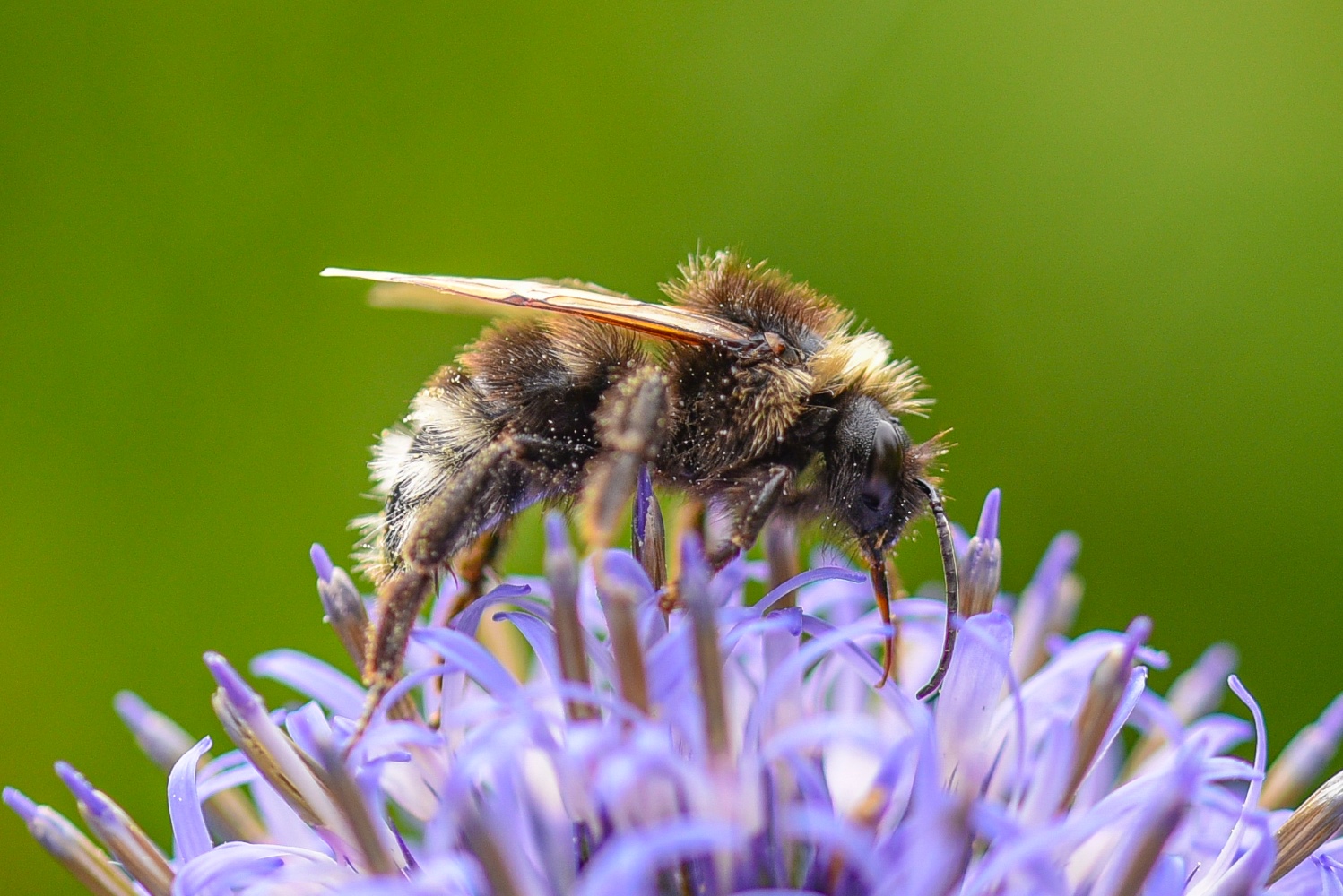 Key Stage 1 / 4-7 years - Bumblebee Conservation Trust