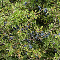 Bumblebees among the trees - Bumblebee Conservation Trust