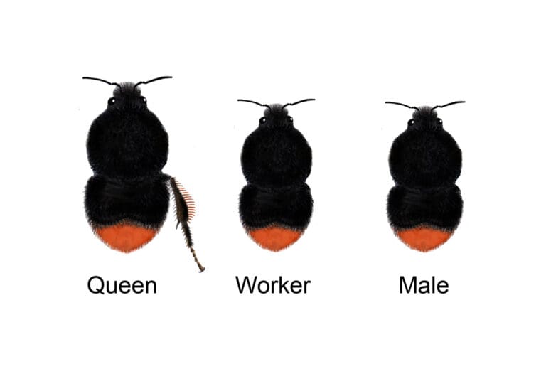 Bumblebee species guide - Bumblebee Conservation Trust