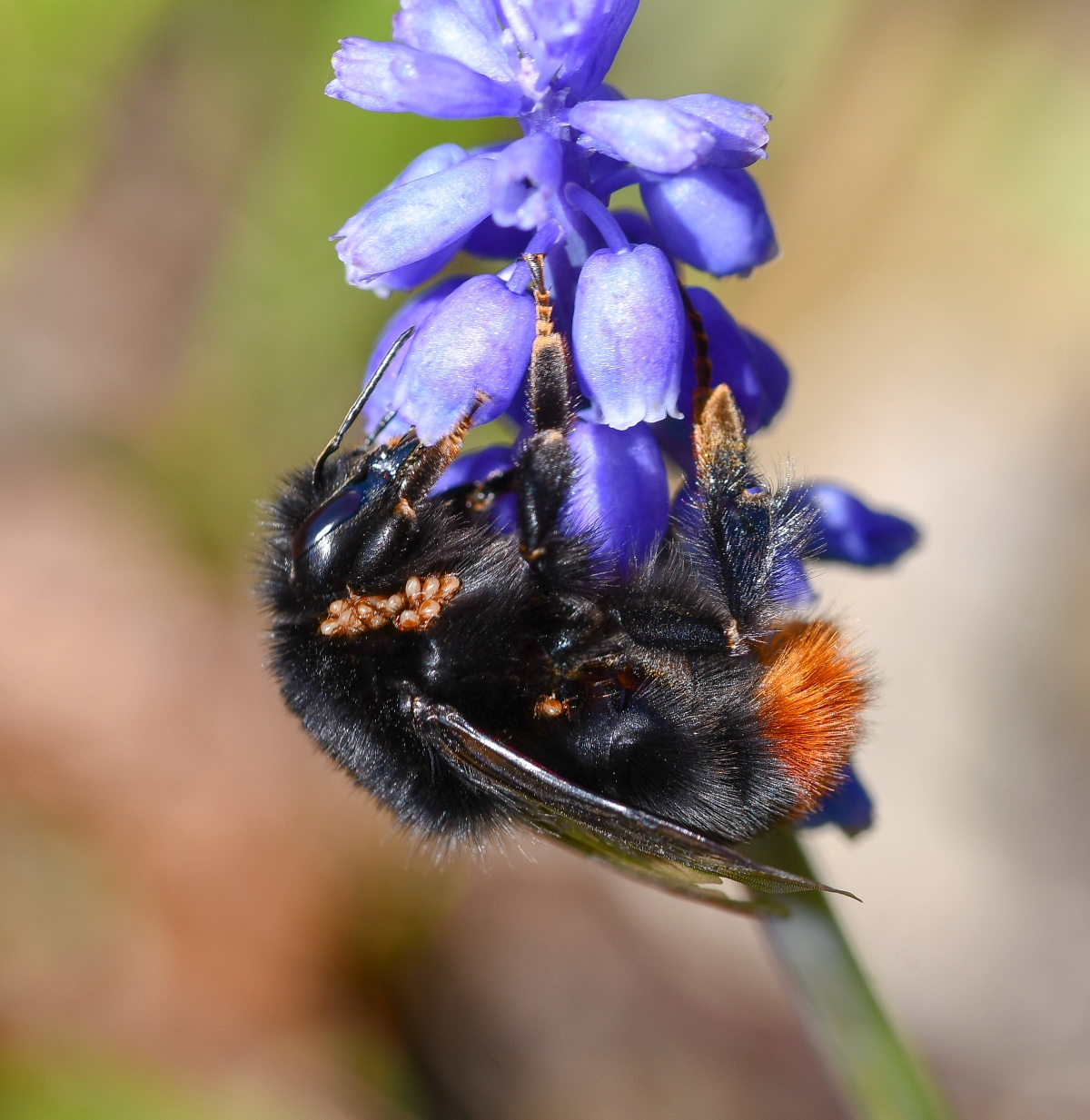 What Are Mites And Why Do Some Bumblebees Have Them Bumblebee