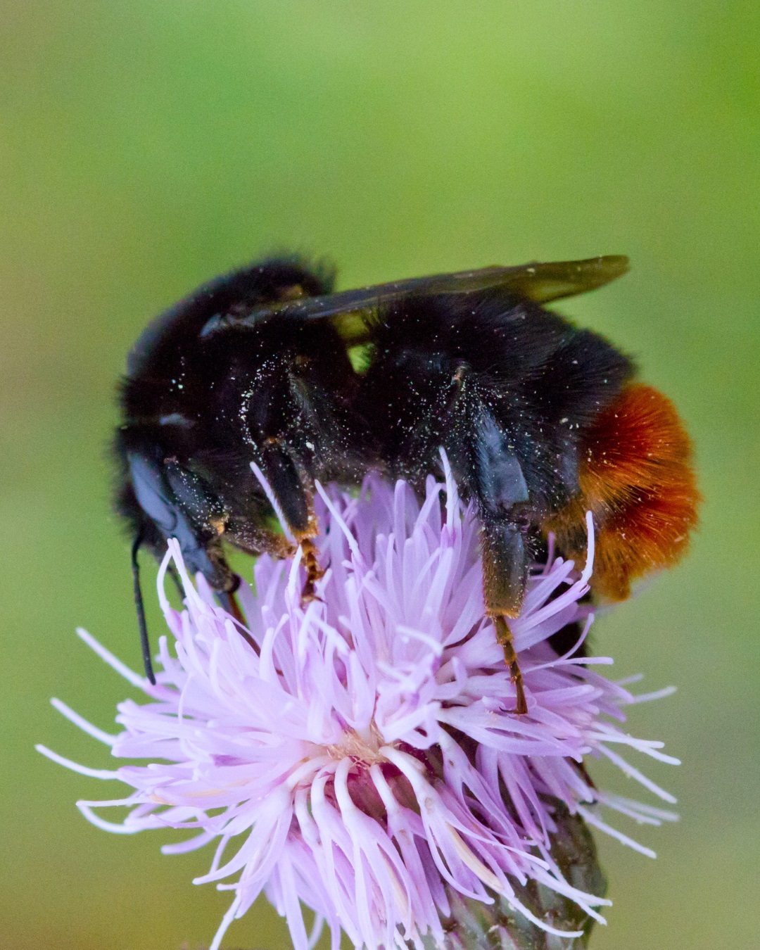 Make your garden more bumblebee-friendly - Bumblebee Conservation Trust