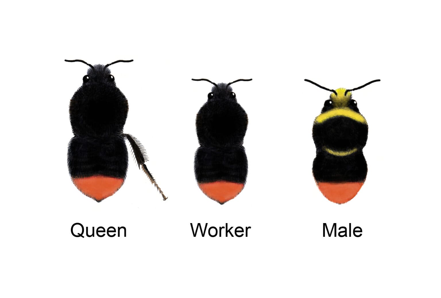 Bumblebee species guide - Bumblebee Conservation Trust