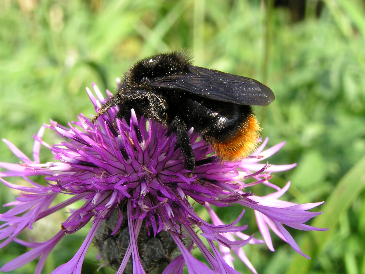 Red-tailed cuckoo bumblebee - Bumblebee Conservation Trust