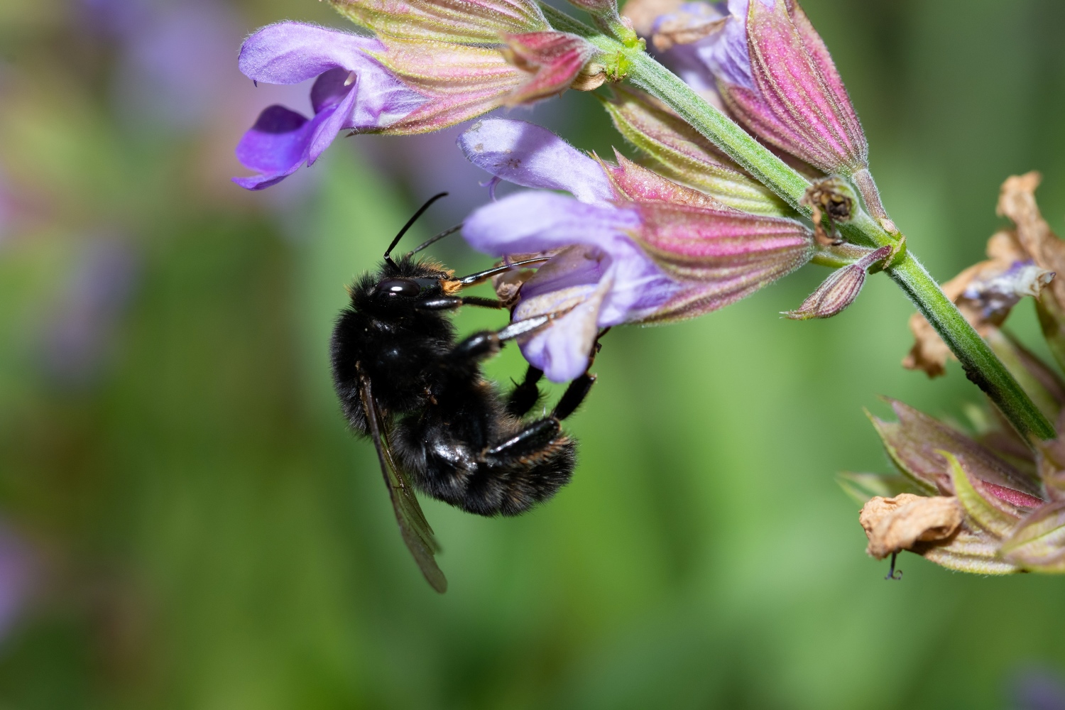 Beginners - Bumblebee Conservation Trust