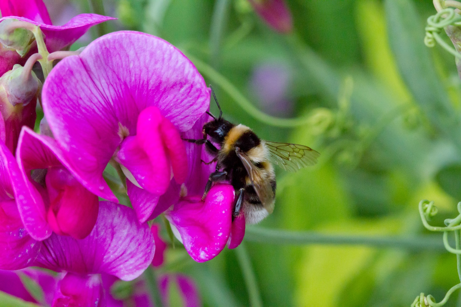 Bees in disguise: the "black bumblebee” - Bumblebee Conservation Trust