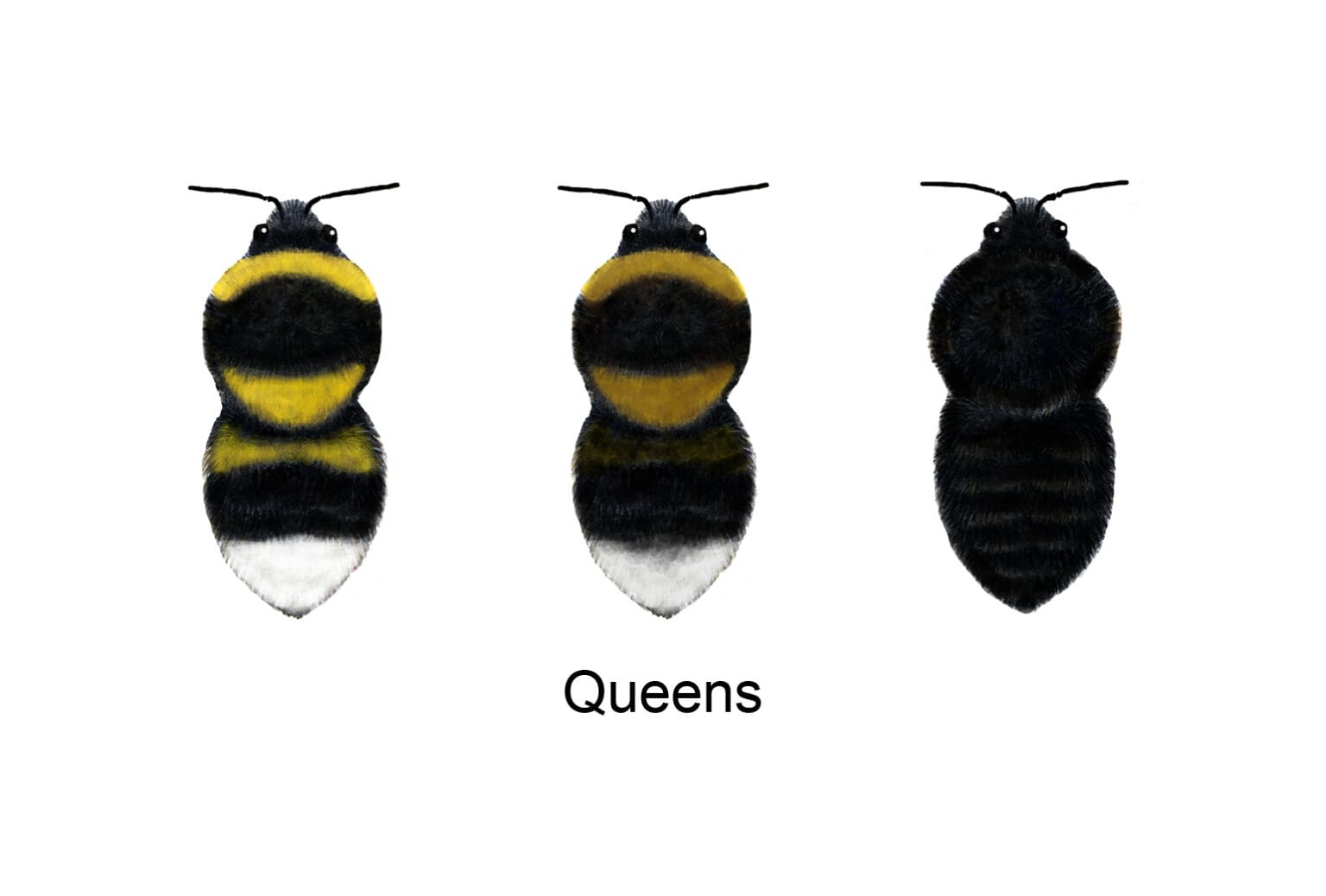 Bumblebee species guide - Bumblebee Conservation Trust