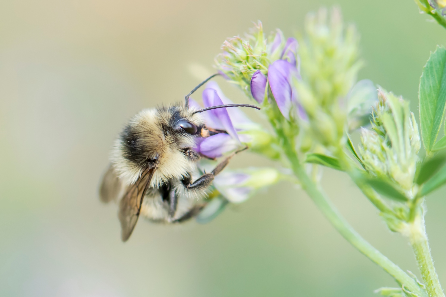 A conservation strategy for the Shrill carder bee - Bumblebee ...