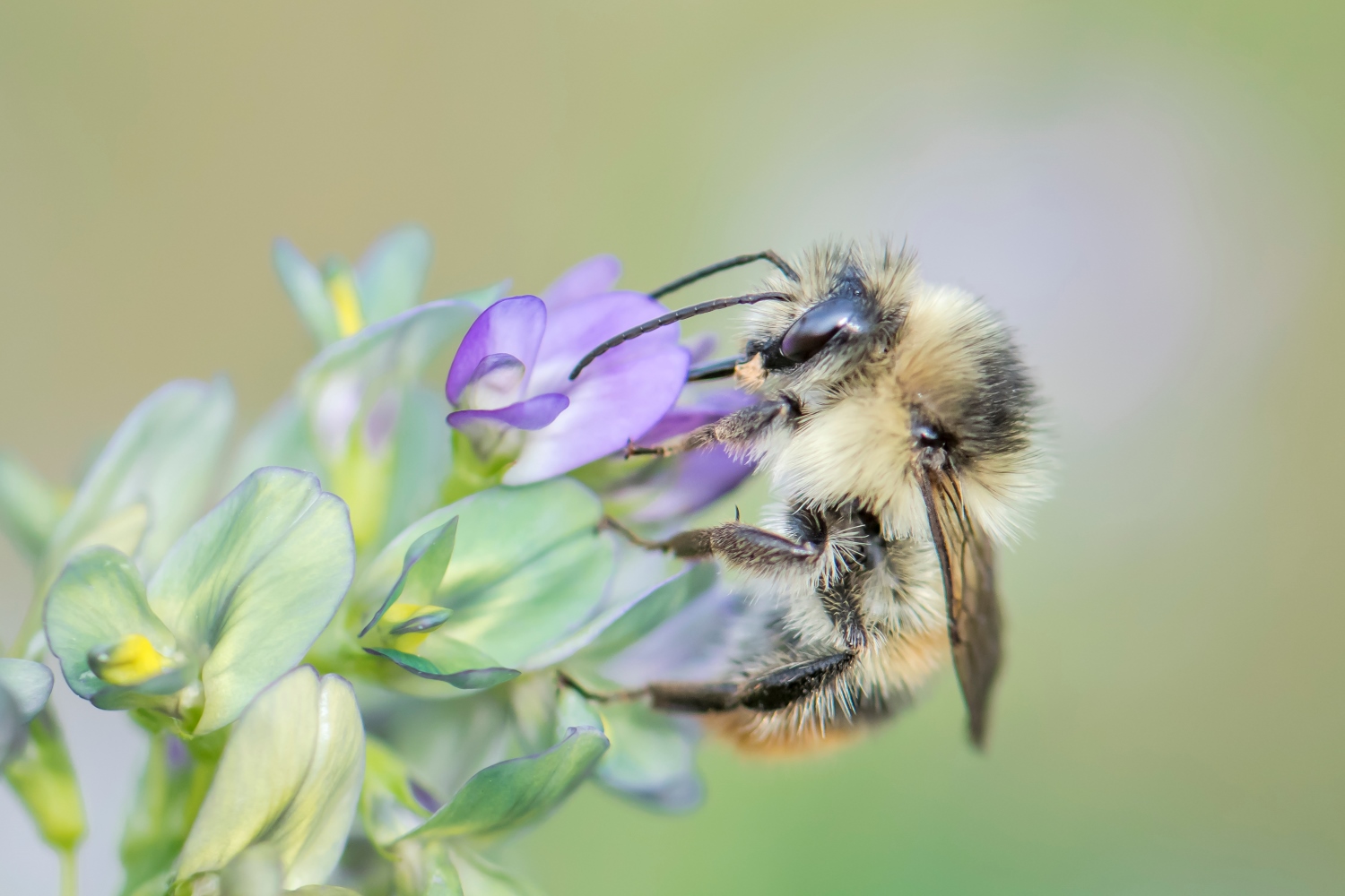 Shrill carder bumblebee - Bumblebee Conservation Trust
