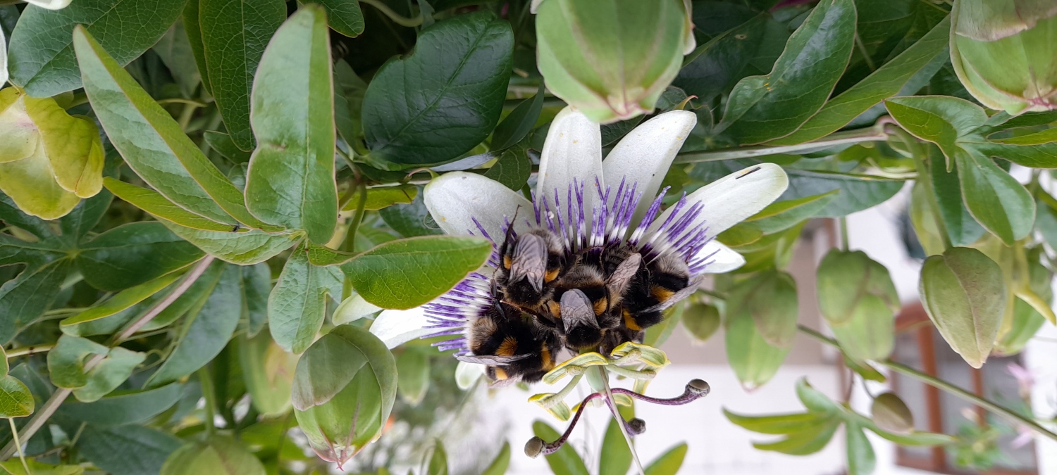 BeeWalk data sharing policy - Bumblebee Conservation Trust