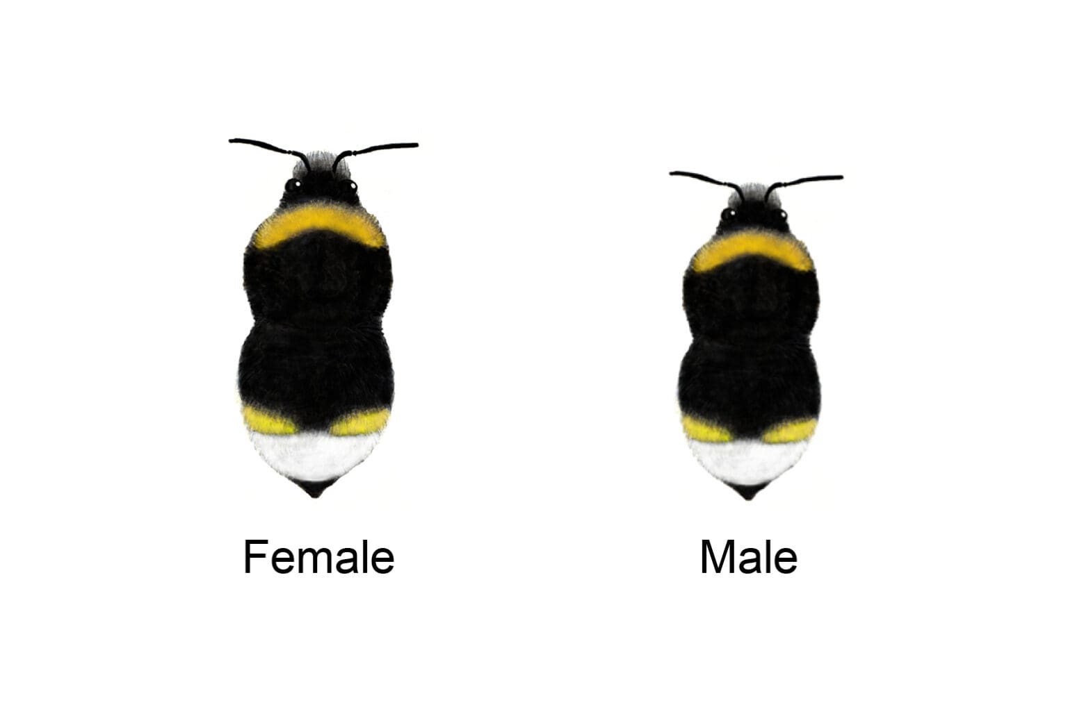 Bumblebee species guide - Bumblebee Conservation Trust