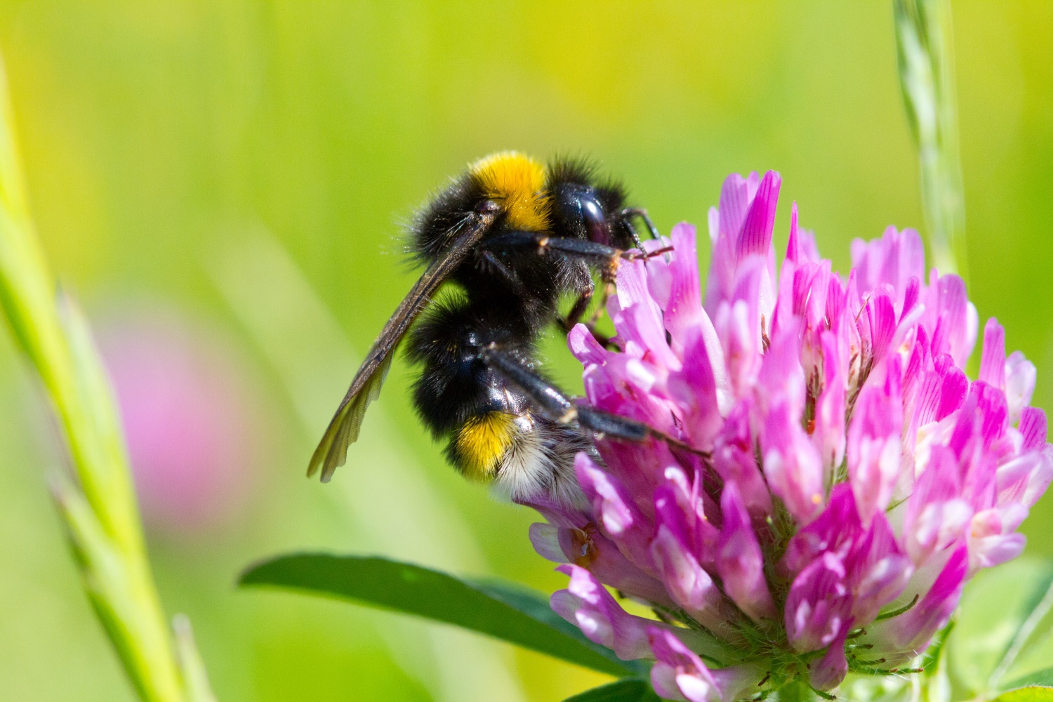 Curriculum resources for schools - Bumblebee Conservation Trust ...