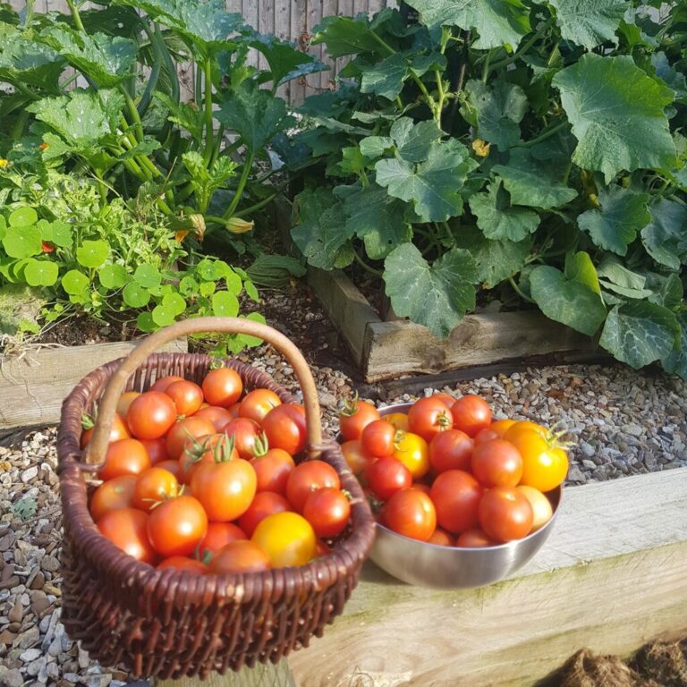 What is ‘Buzz pollination’? - Bumblebee Conservation Trust