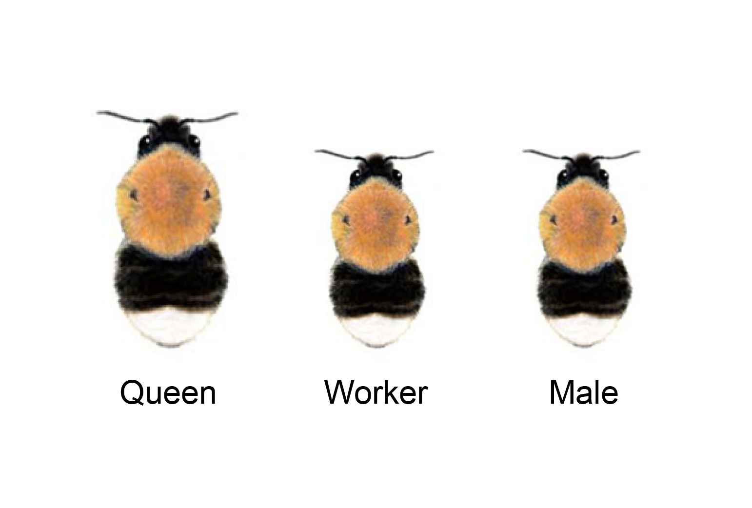 Tree bumblebee - Bumblebee Conservation Trust