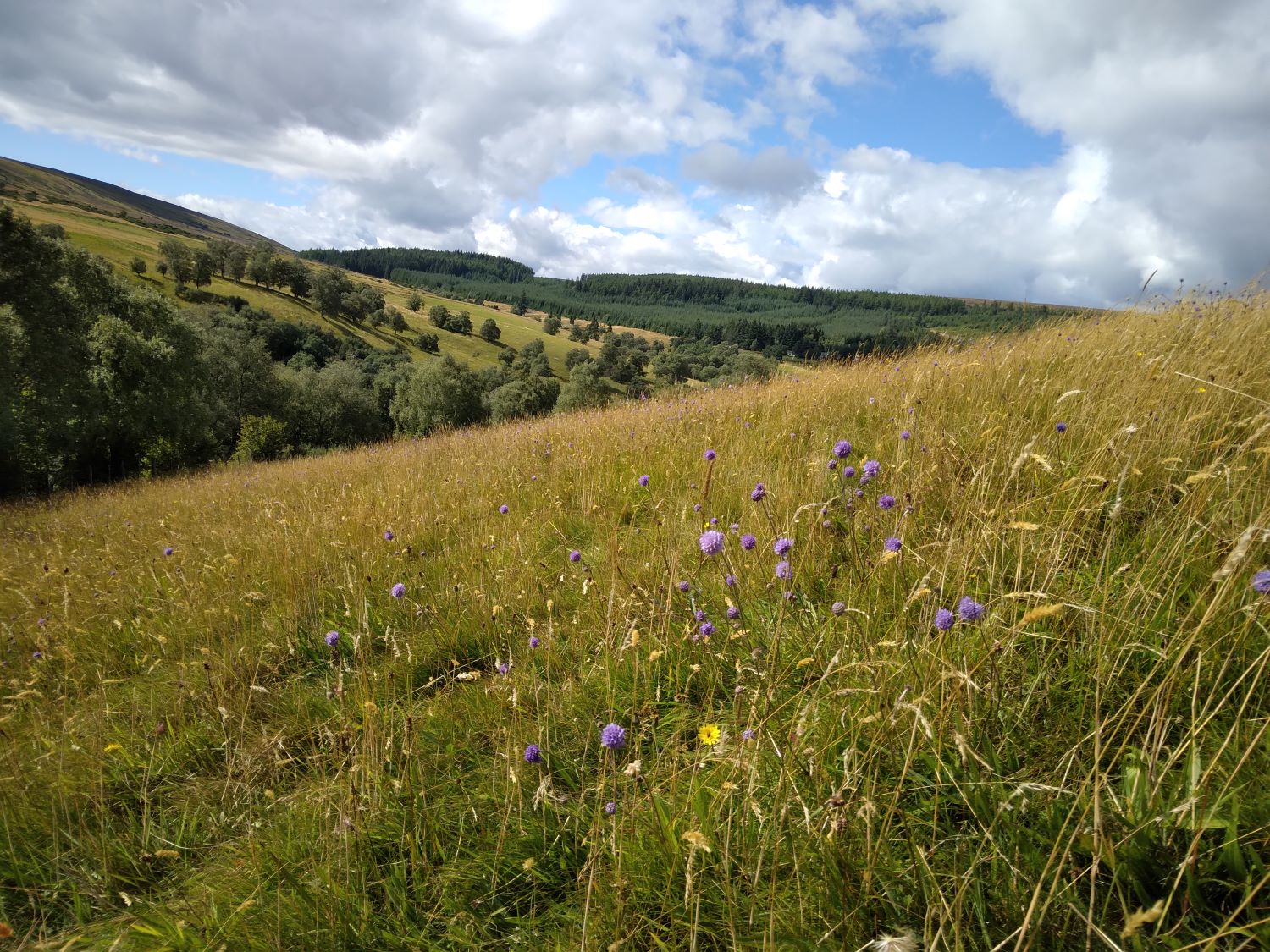 BeeWalk habitat and land use list - Bumblebee Conservation Trust