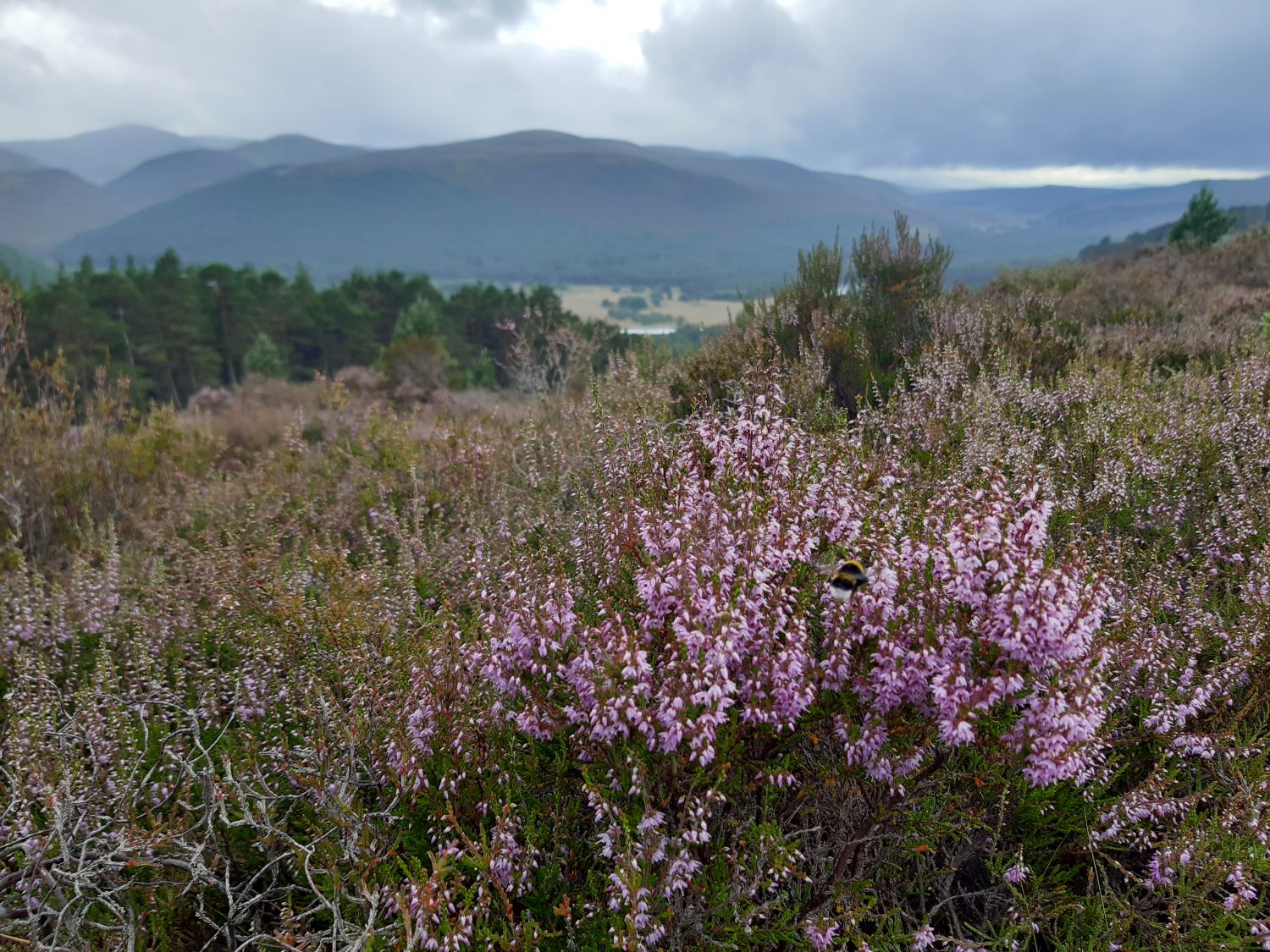 The Bumblebee Conservation Trust's past projects - Bumblebee ...