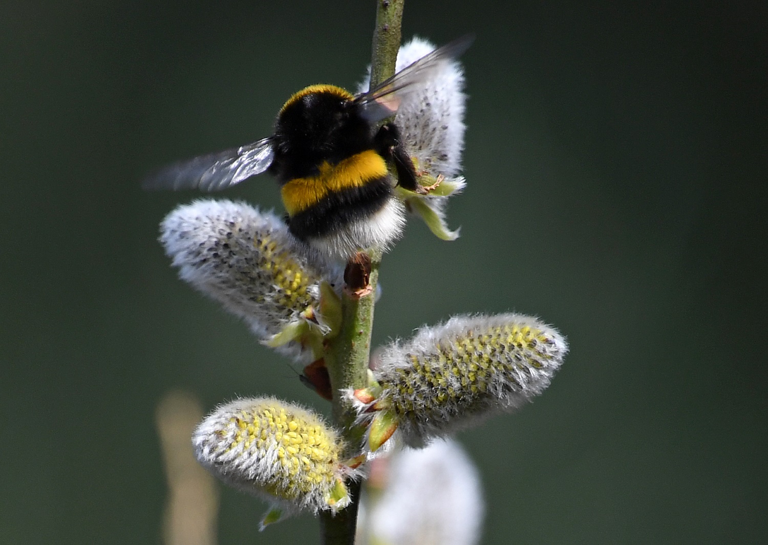 White-tailed bumblebee - Bumblebee Conservation Trust