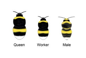 Bumblebee species guide - Bumblebee Conservation Trust