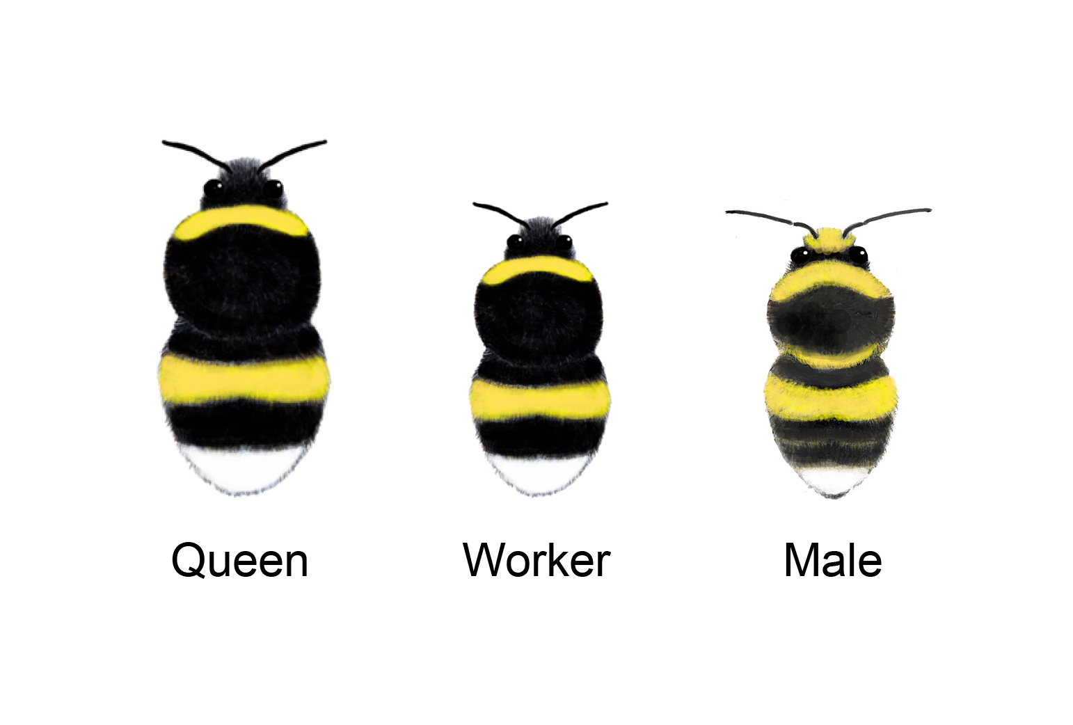 Bumblebee species guide - Bumblebee Conservation Trust