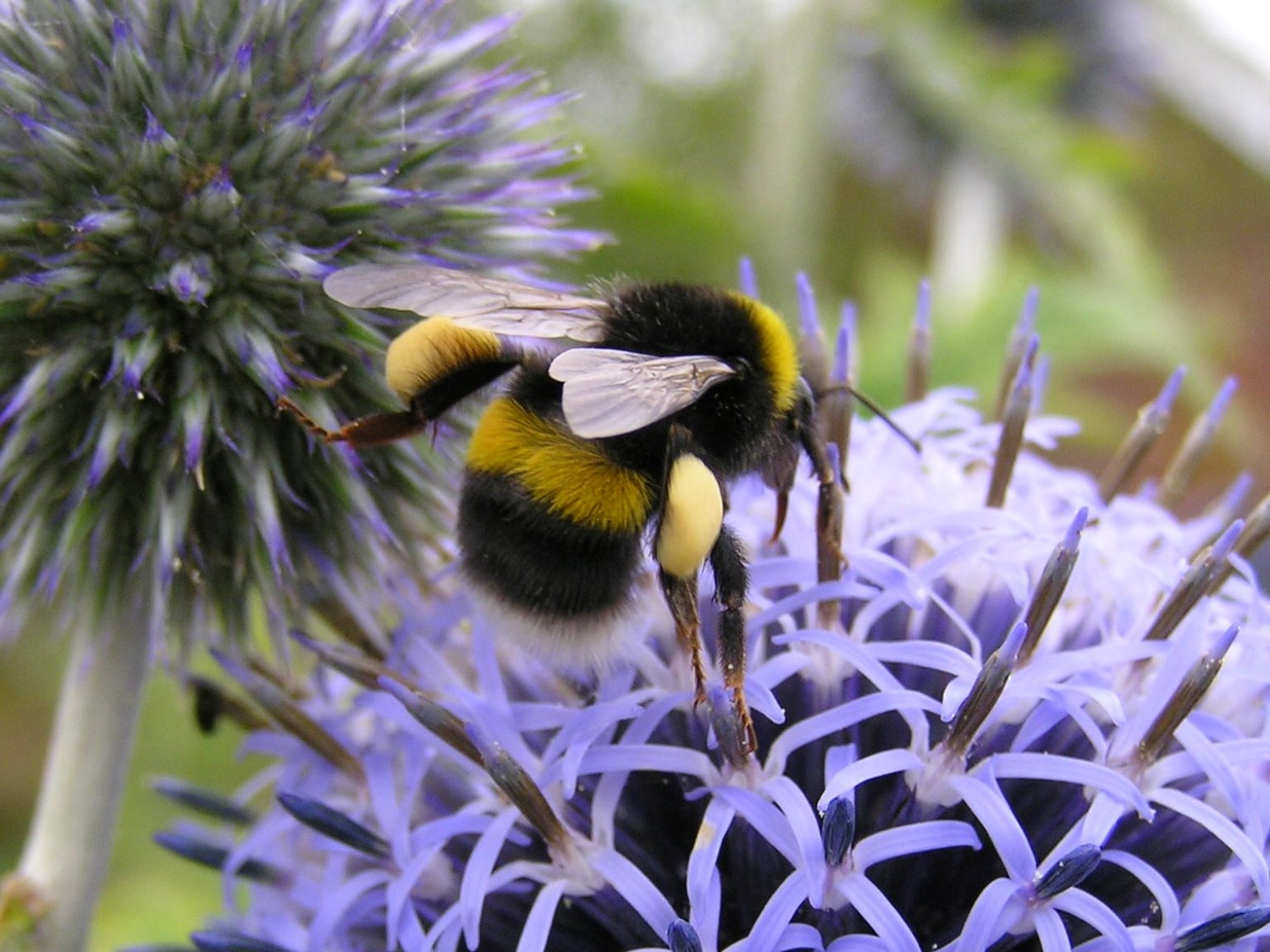White-tailed bumblebee - Bumblebee Conservation Trust