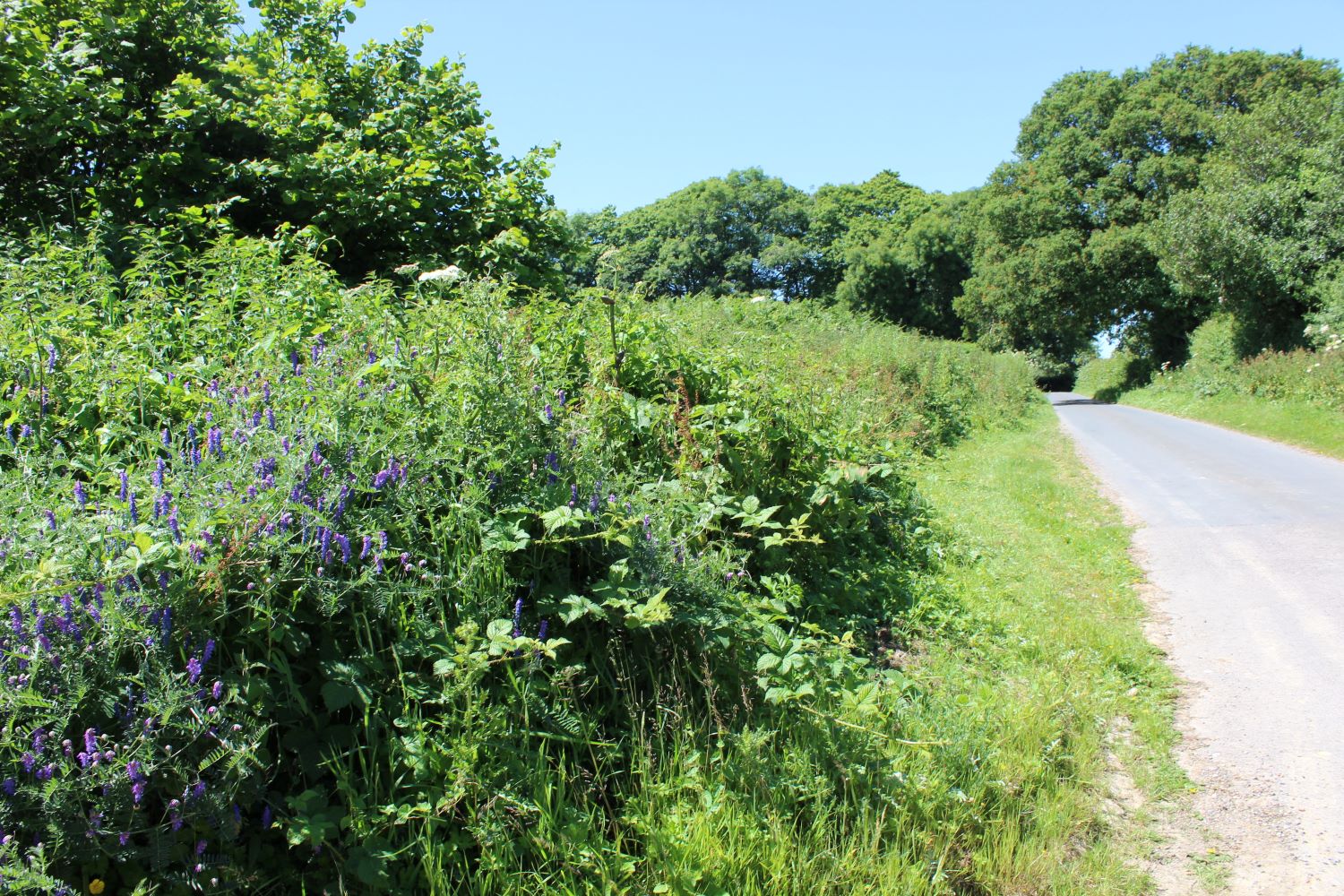 Tree bumblebee - Bumblebee Conservation Trust