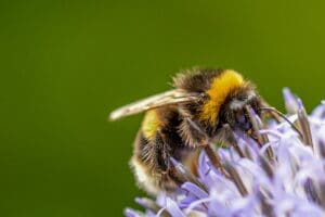 Beginners - Bumblebee Conservation Trust