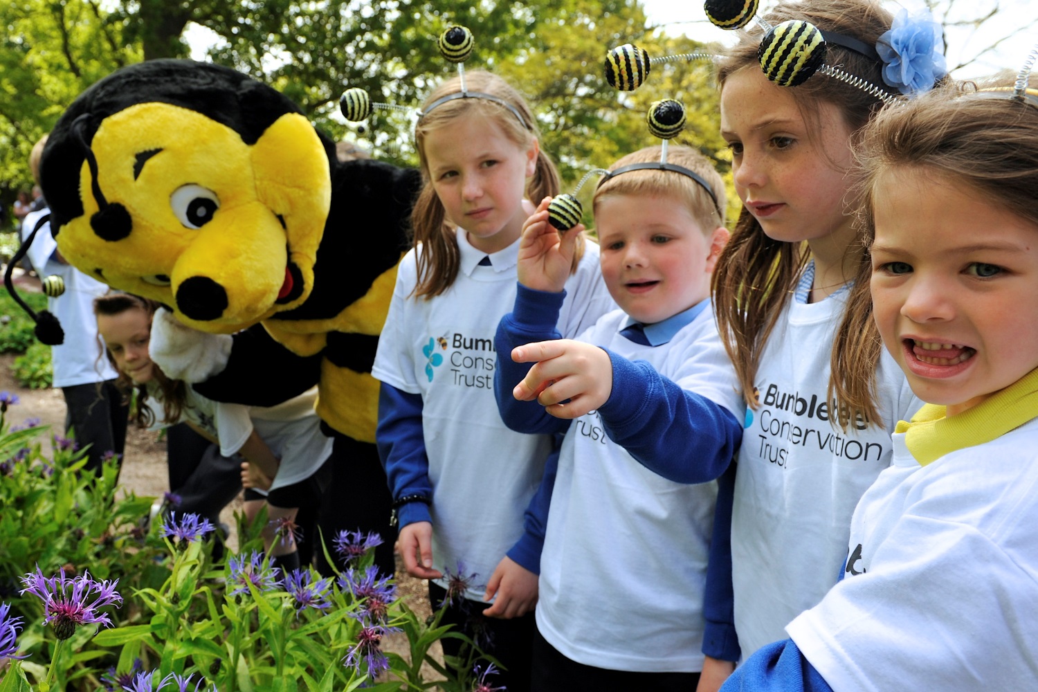 Curriculum resources for schools - Bumblebee Conservation Trust ...