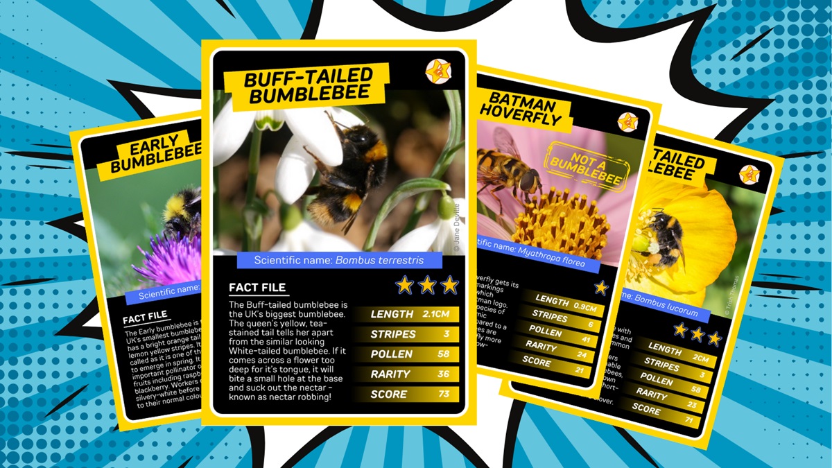 Stream for bumblebees - Bumblebee Conservation Trust