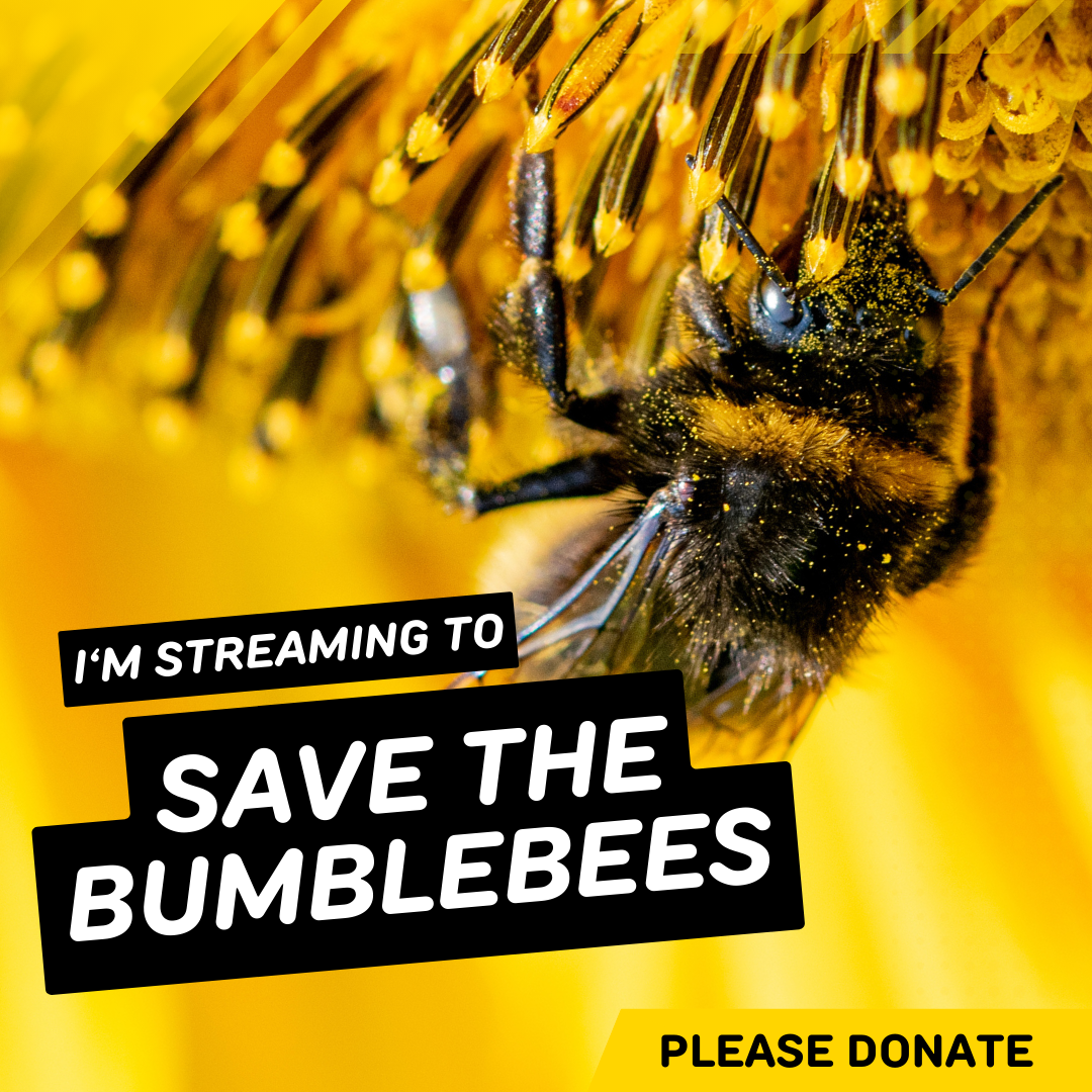 Stream for bumblebees - Bumblebee Conservation Trust