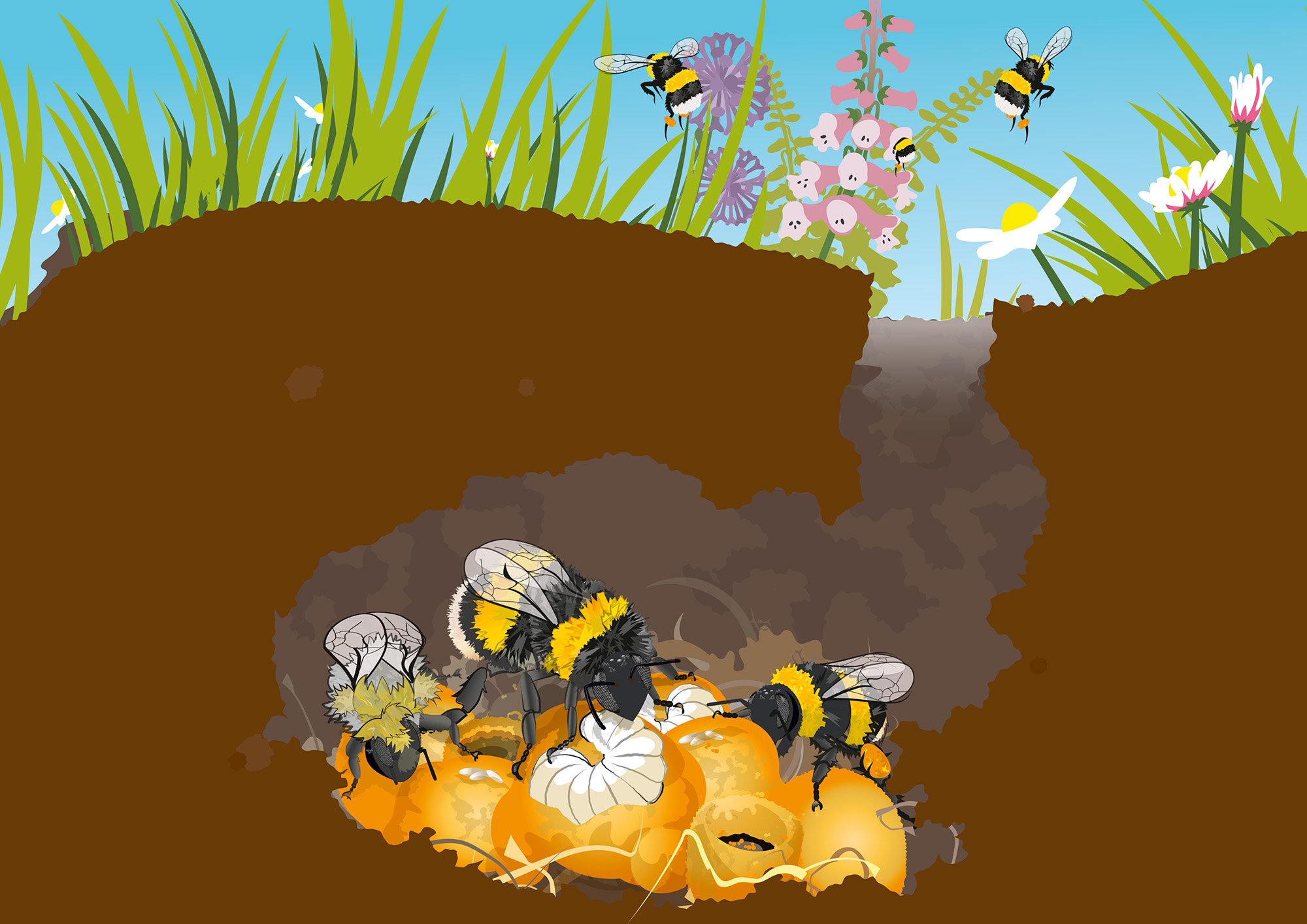 Lifecycle - Bumblebee Conservation Trust The bumblebee lifecycle