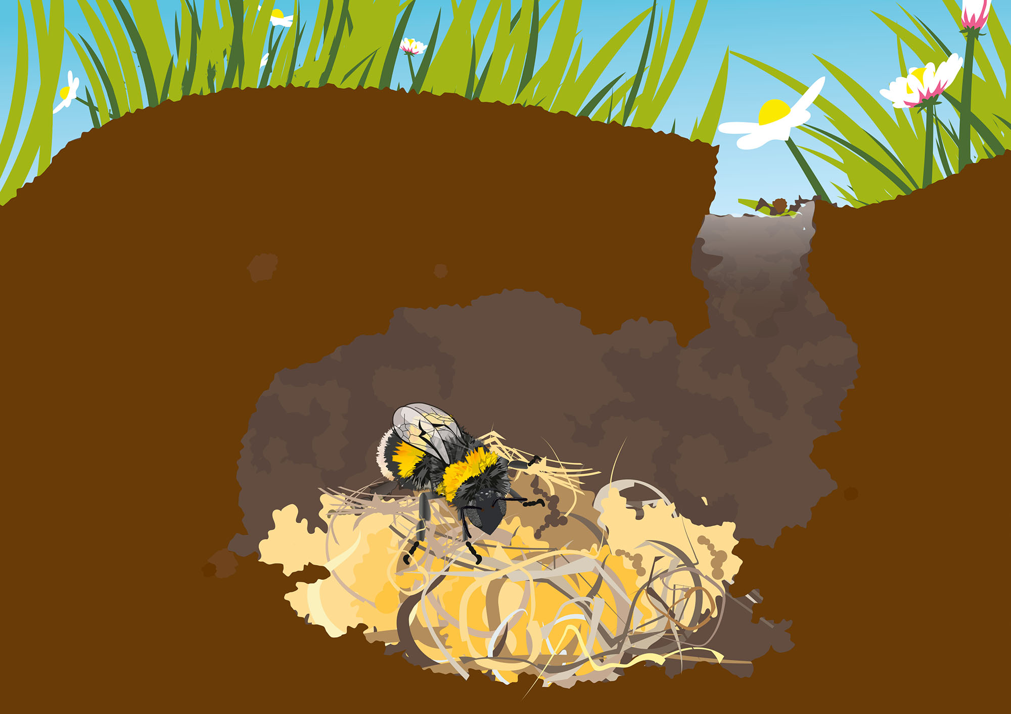 Lifecycle - Bumblebee Conservation Trust The bumblebee lifecycle