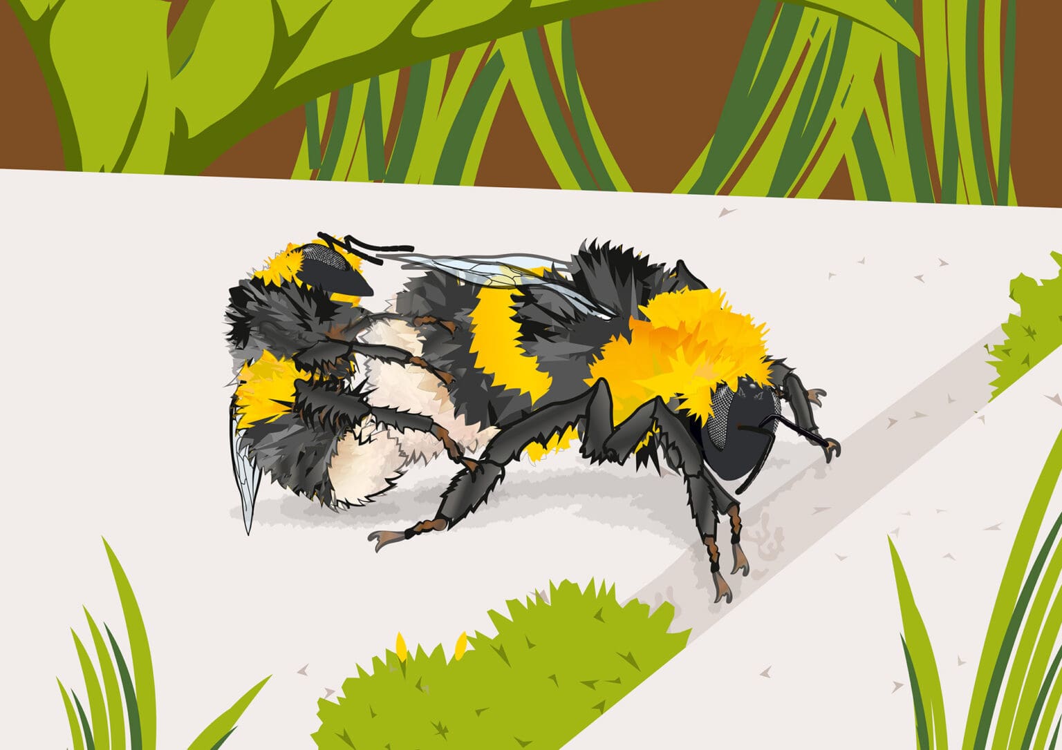 Lifecycle - Bumblebee Conservation Trust The bumblebee lifecycle