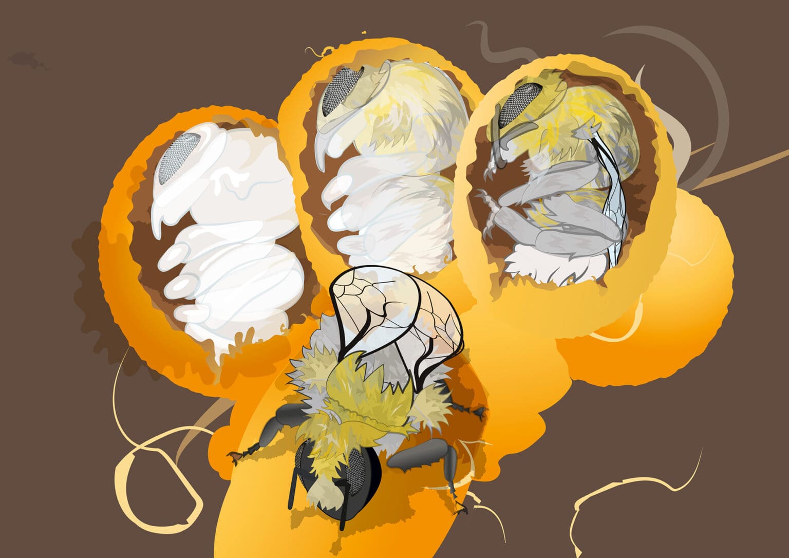 Lifecycle - Bumblebee Conservation Trust The bumblebee lifecycle