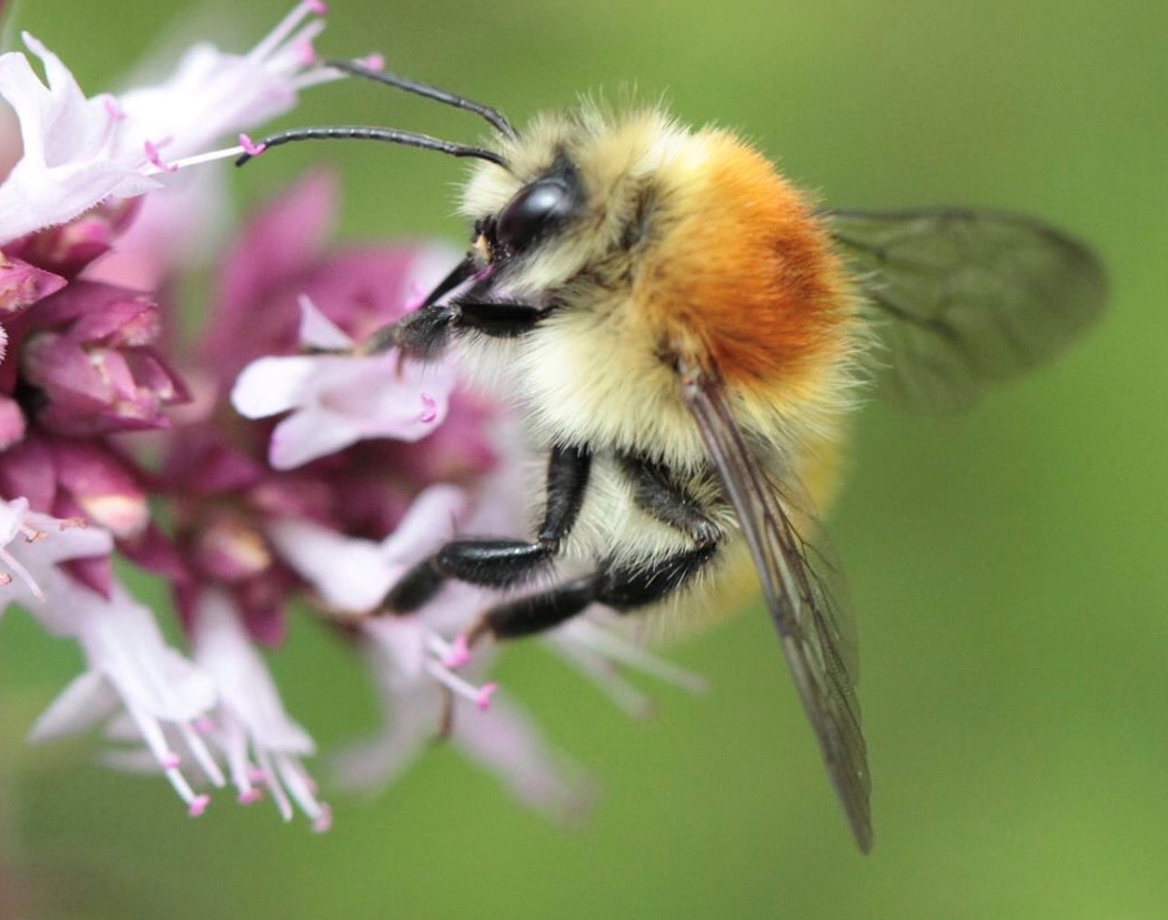 Moss carder bees of Cornwall - Bumblebee Conservation Trust