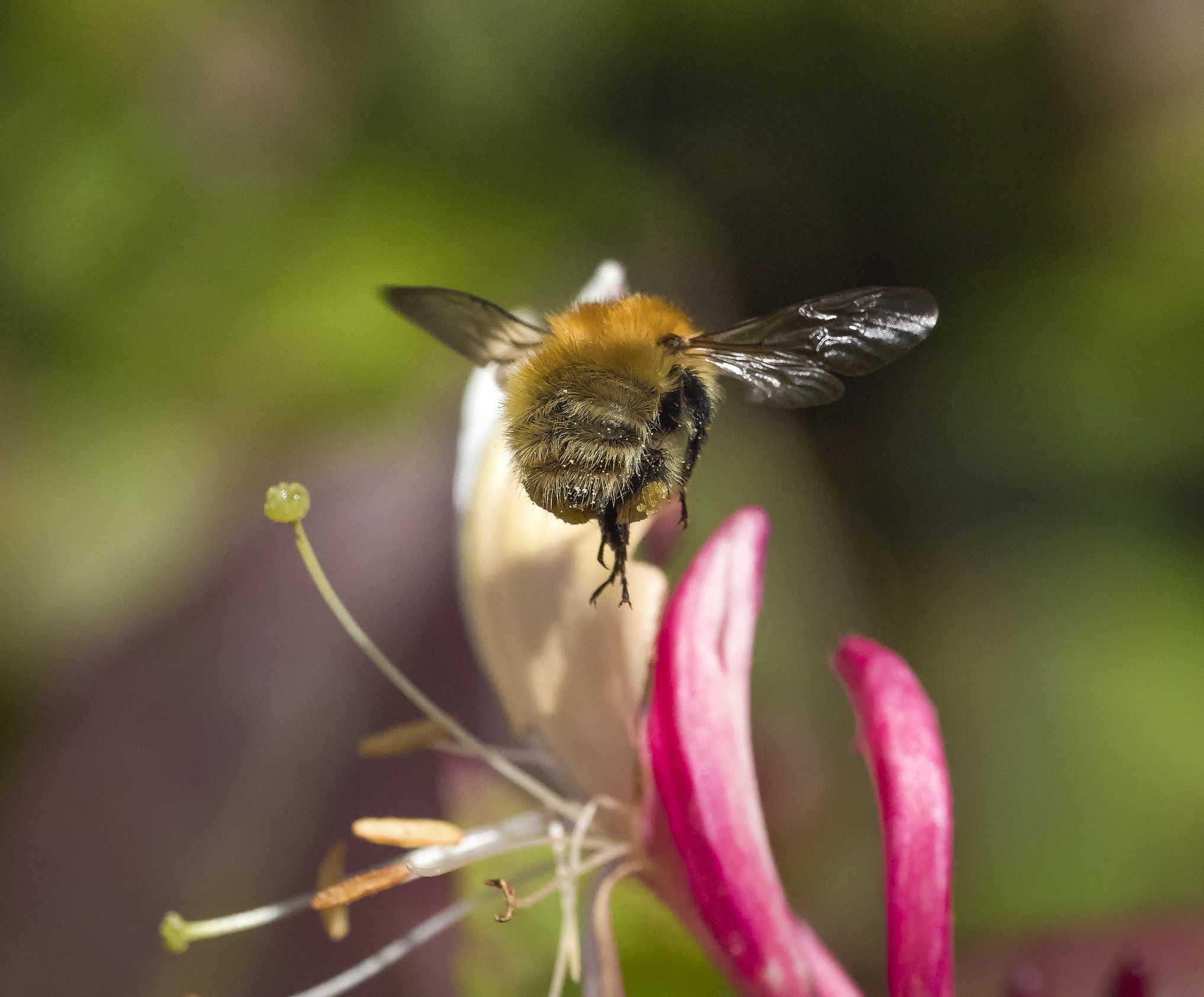 Using photographs for ID - Bumblebee Conservation Trust