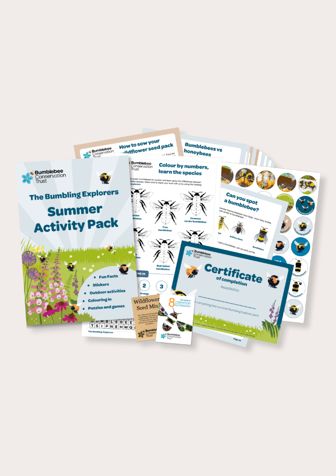 The UK's bumblebees are in crisis - Bumblebee Conservation Trust