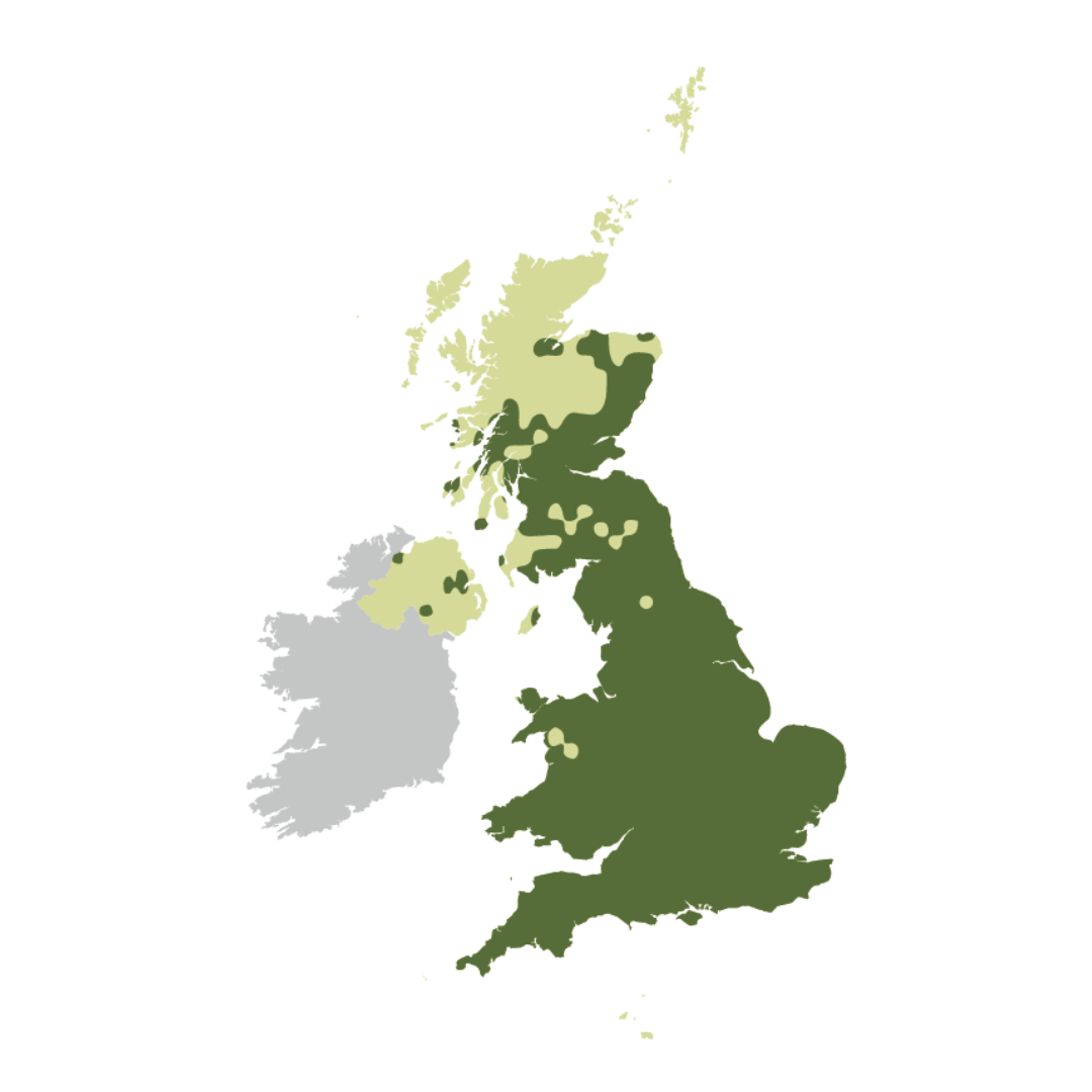 Tree bumblebee - Bumblebee Conservation Trust