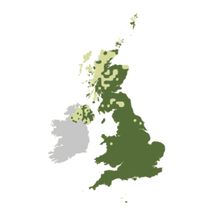 Buff-tailed bumblebee - Bumblebee Conservation Trust