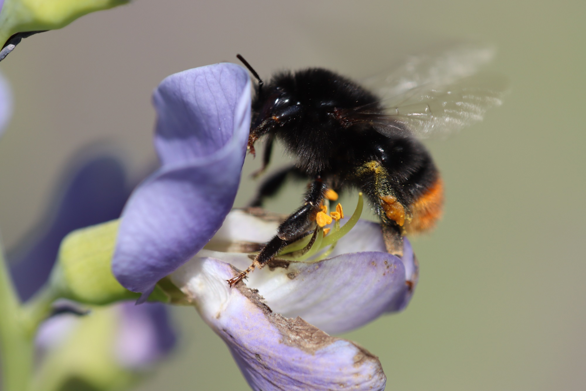 Join - Bumblebee Conservation Trust