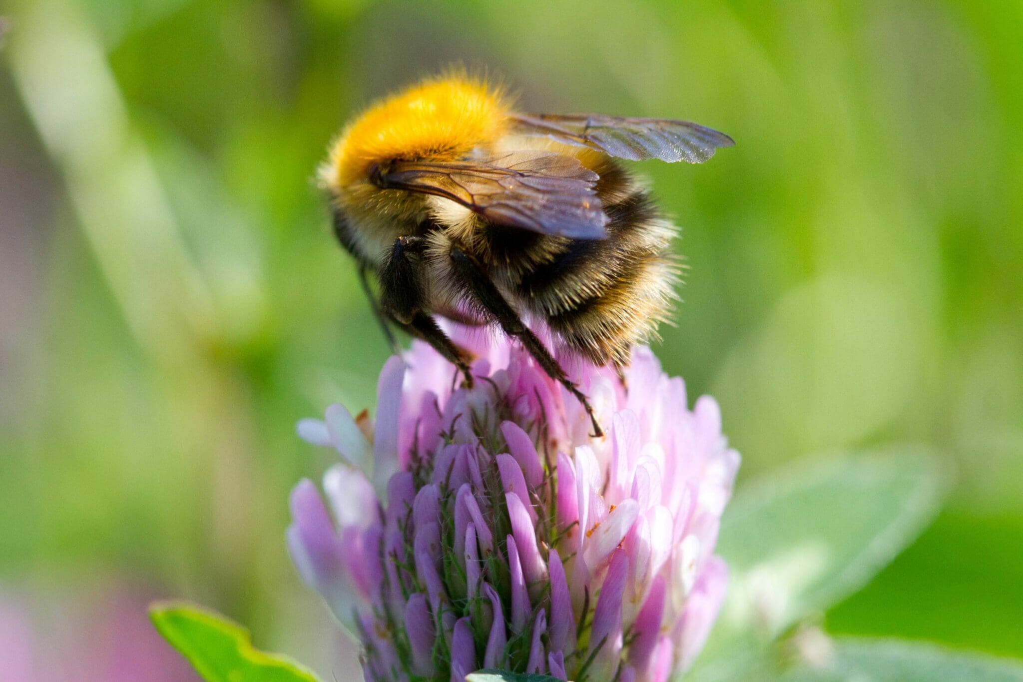Using photographs for ID - Bumblebee Conservation Trust