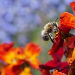 Bees in disguise: the "black bumblebee” - Bumblebee Conservation Trust